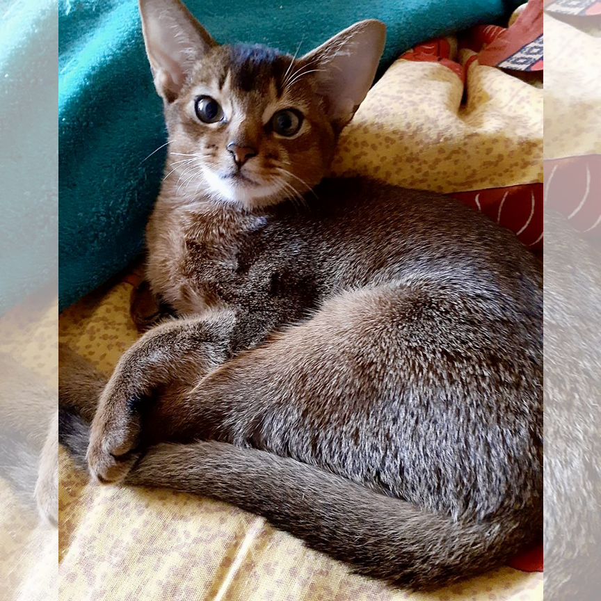 Абиссинский клубный мальчик из Центра