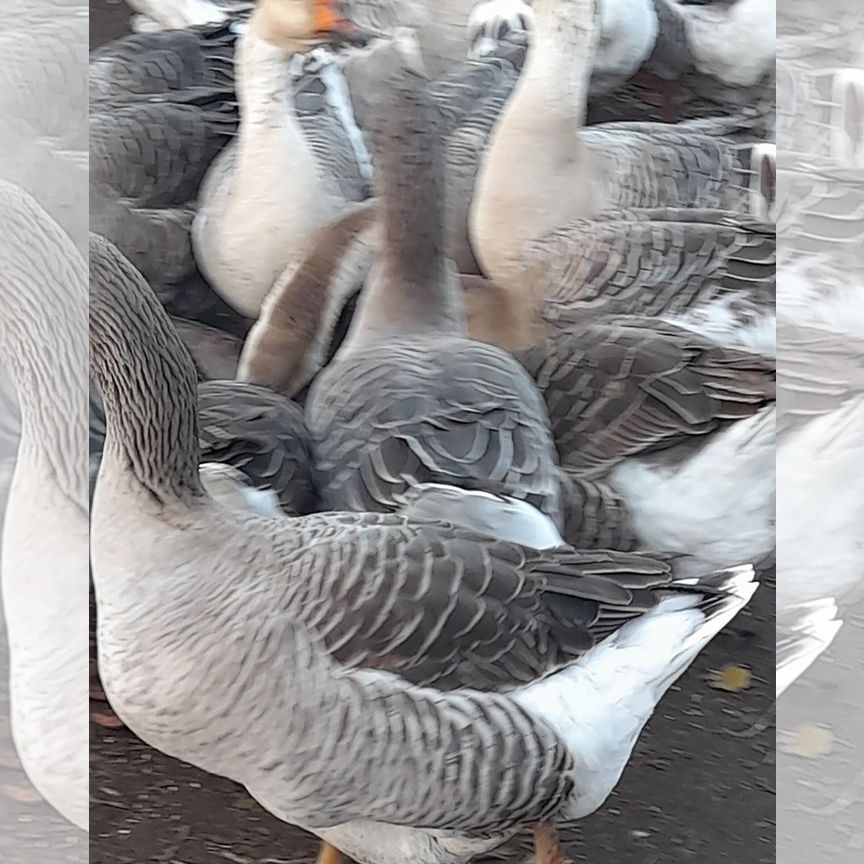 Домашние свои