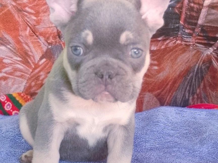 Французский бульдог