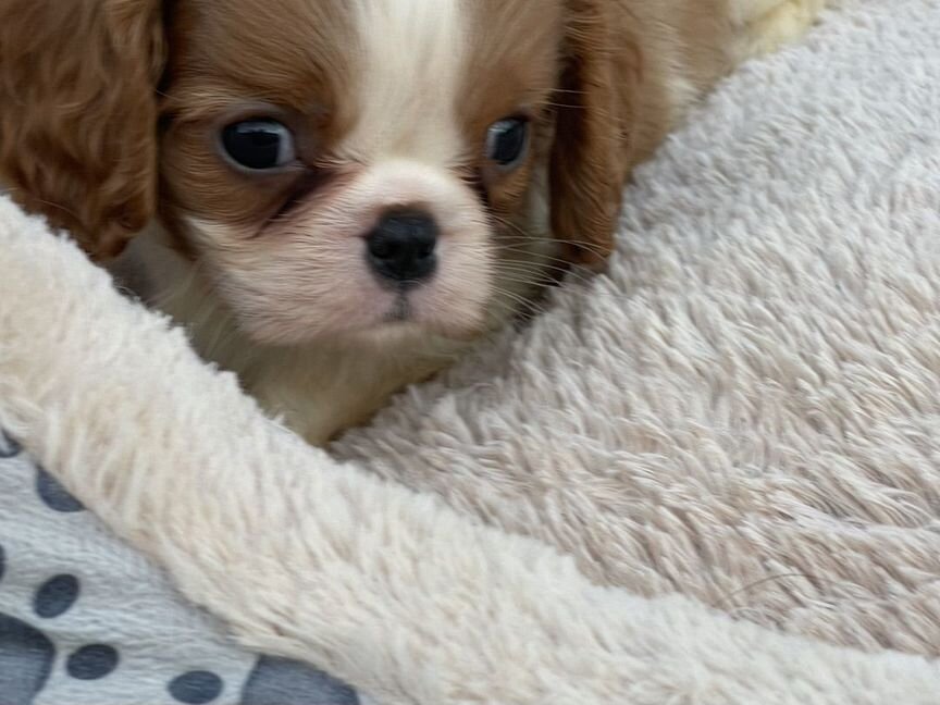 Мини девочка Кавалера