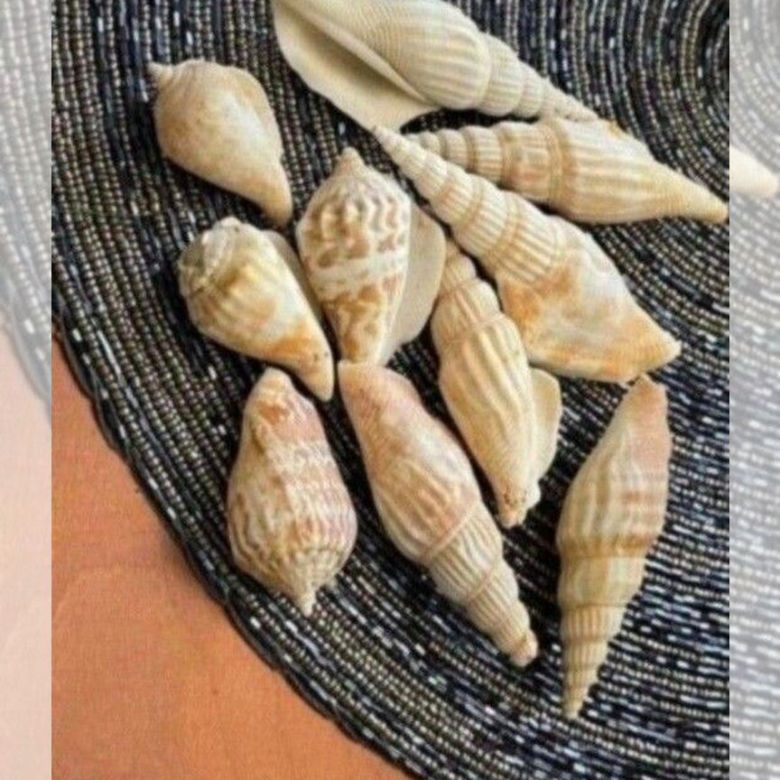 Ракушки для аквариума