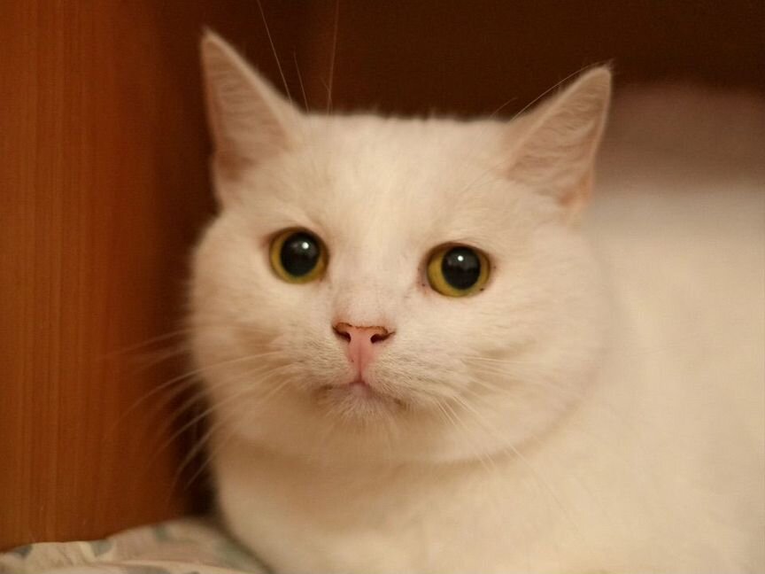 Яша ищет семью