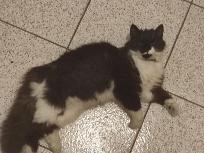 Котенок - подросток в добрые руки в дар