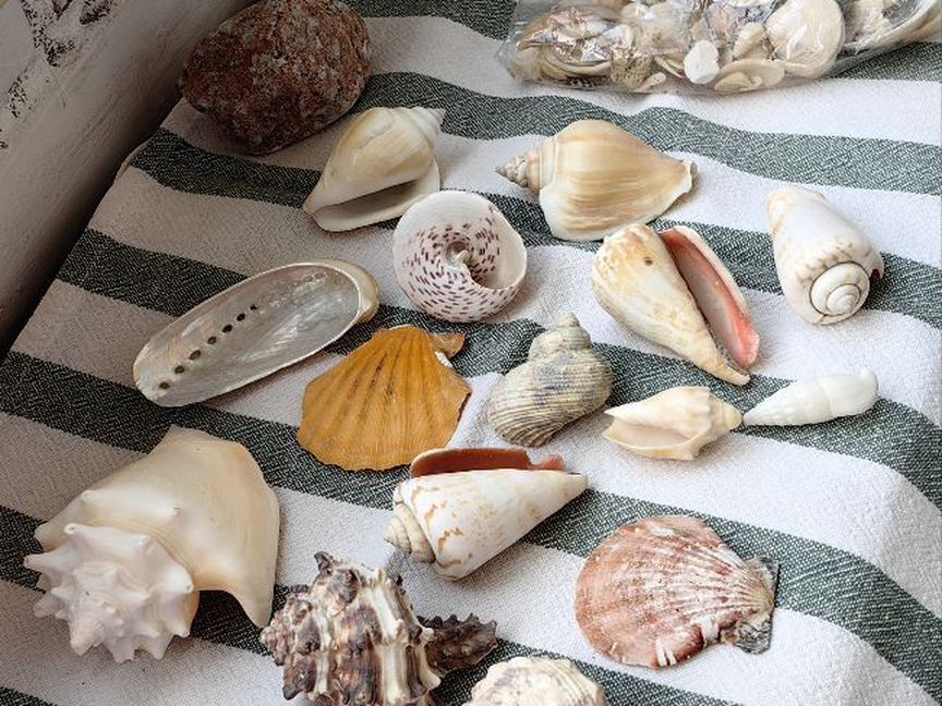 Ракушки для аквариума и декора