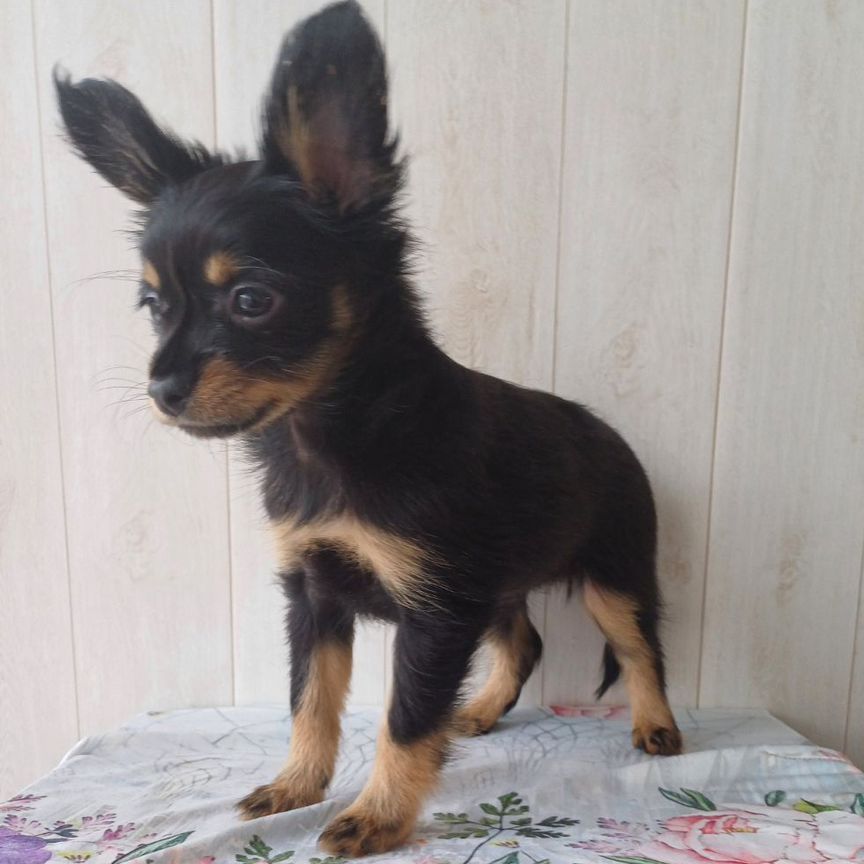 Красотки Щенки Тои