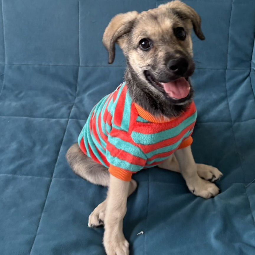 Собак улыбака щенок