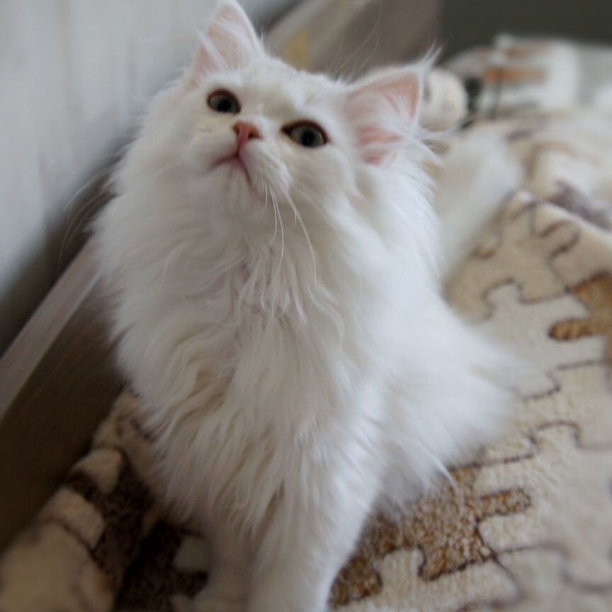 Белый британский котенок
