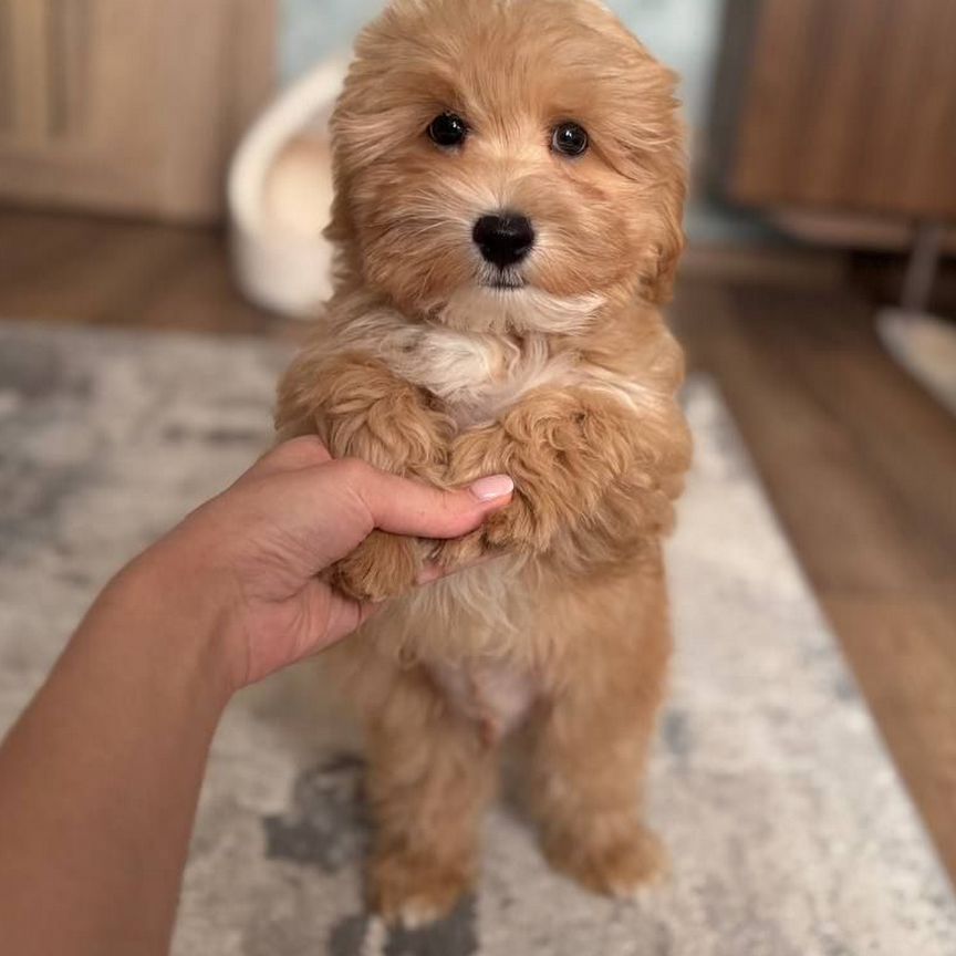 Мальтипу, щенок