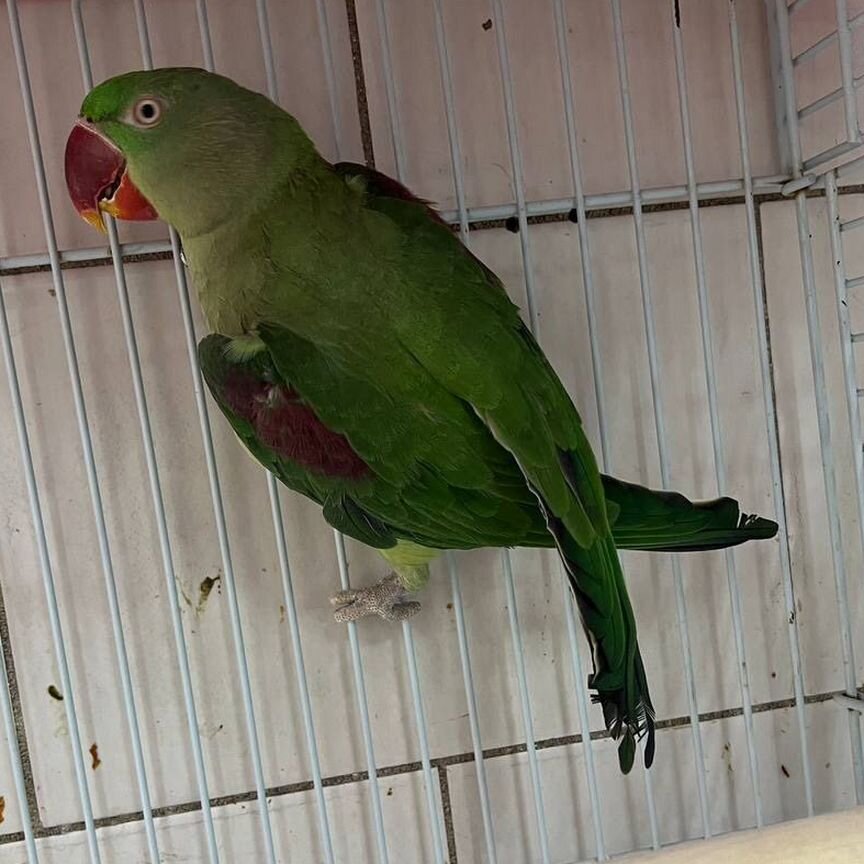 Александрийский попугай самка