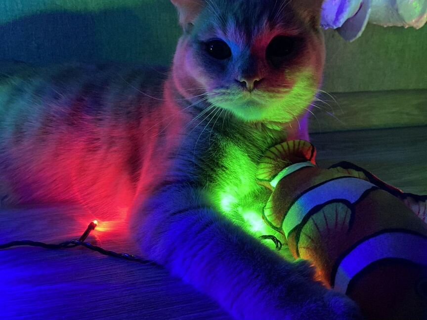 Персидский котик
