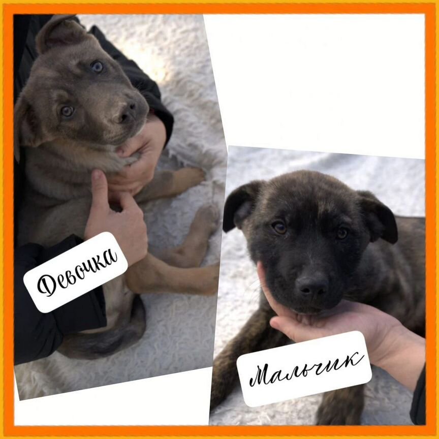 Мальчик и Девочка ищут семью