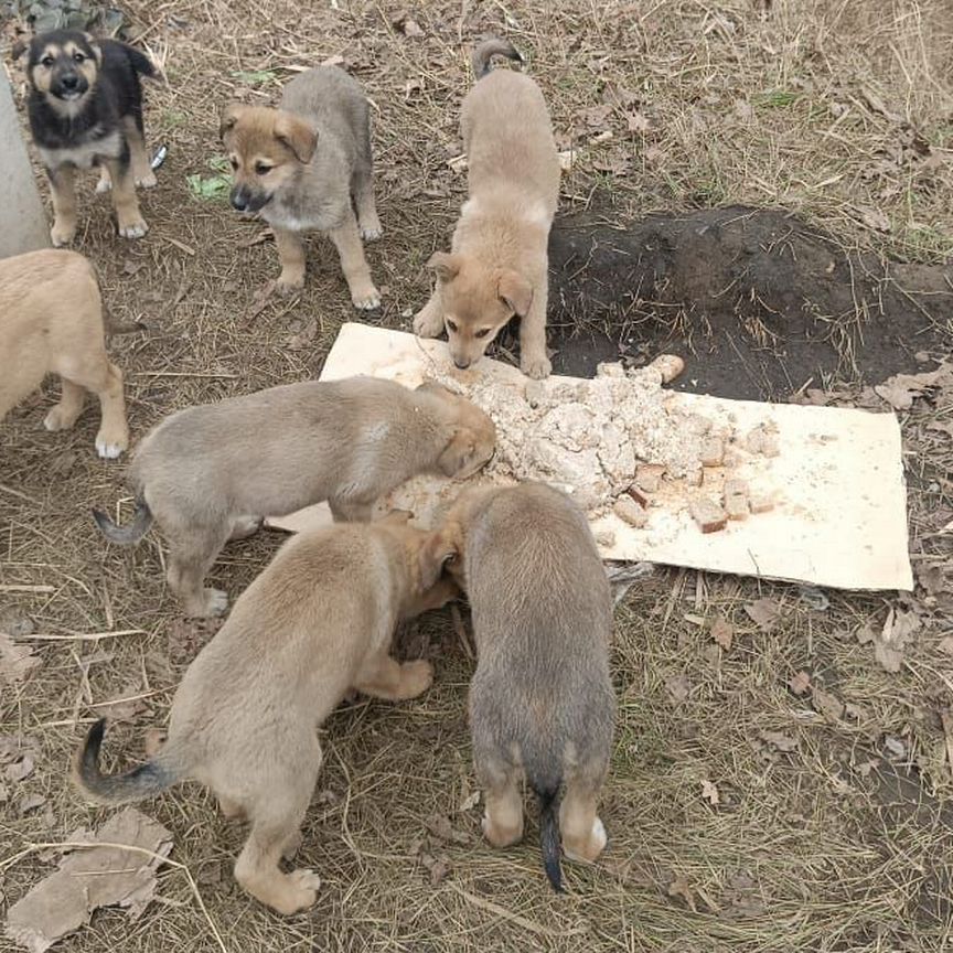 Щенки в добрые руки