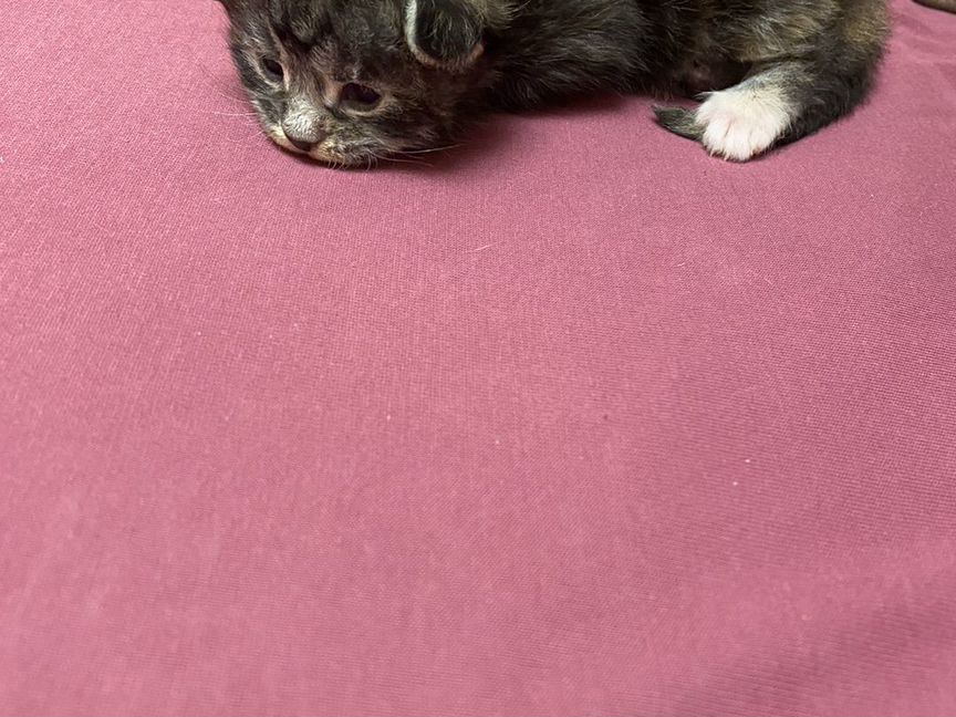 Котята мейн-кун