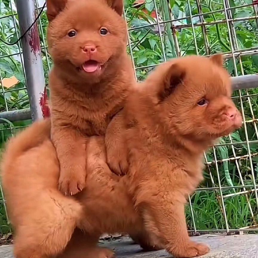 Пять рыжих собакЧау-Чау