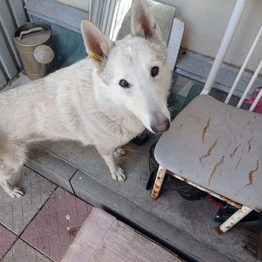 Беляш ищет хозяина