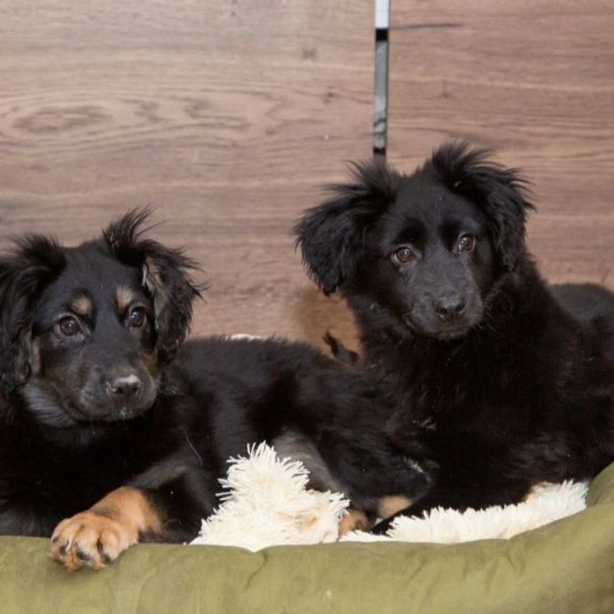 Щенки ищут дом. Мальчик и девочка