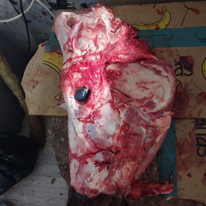 Корм для собак за кг