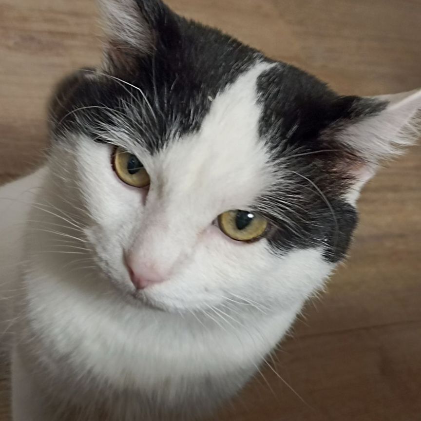 Котик Кузя 5 лет