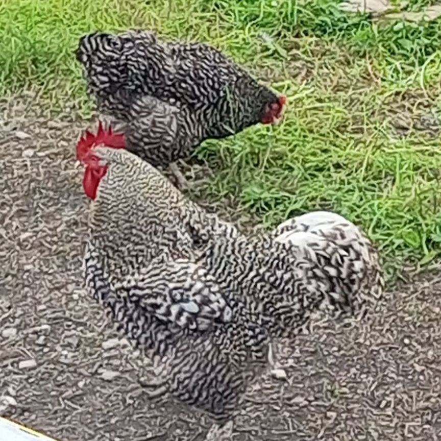 Куры несушки продам