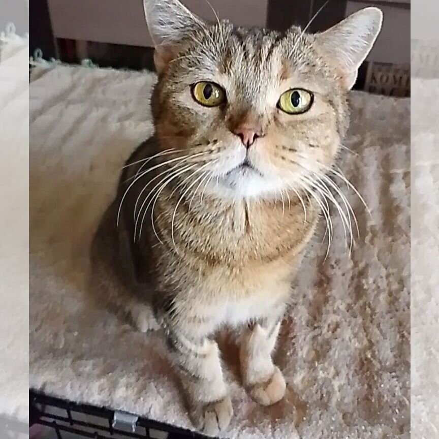 Британская короткошёрстная, взрослая кошка