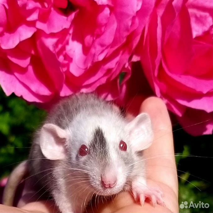 Крысята дамбо марбл