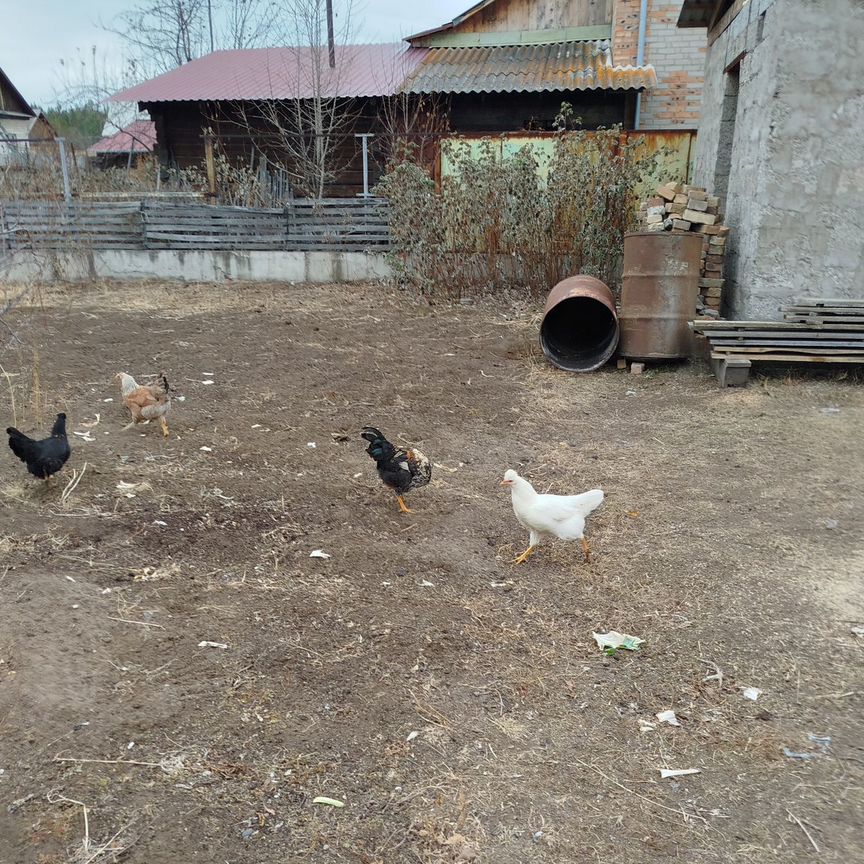 Молодые петухи