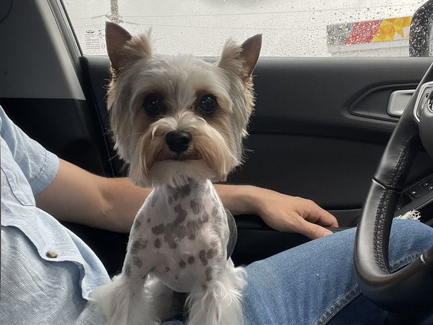 Бивер ищет невесту