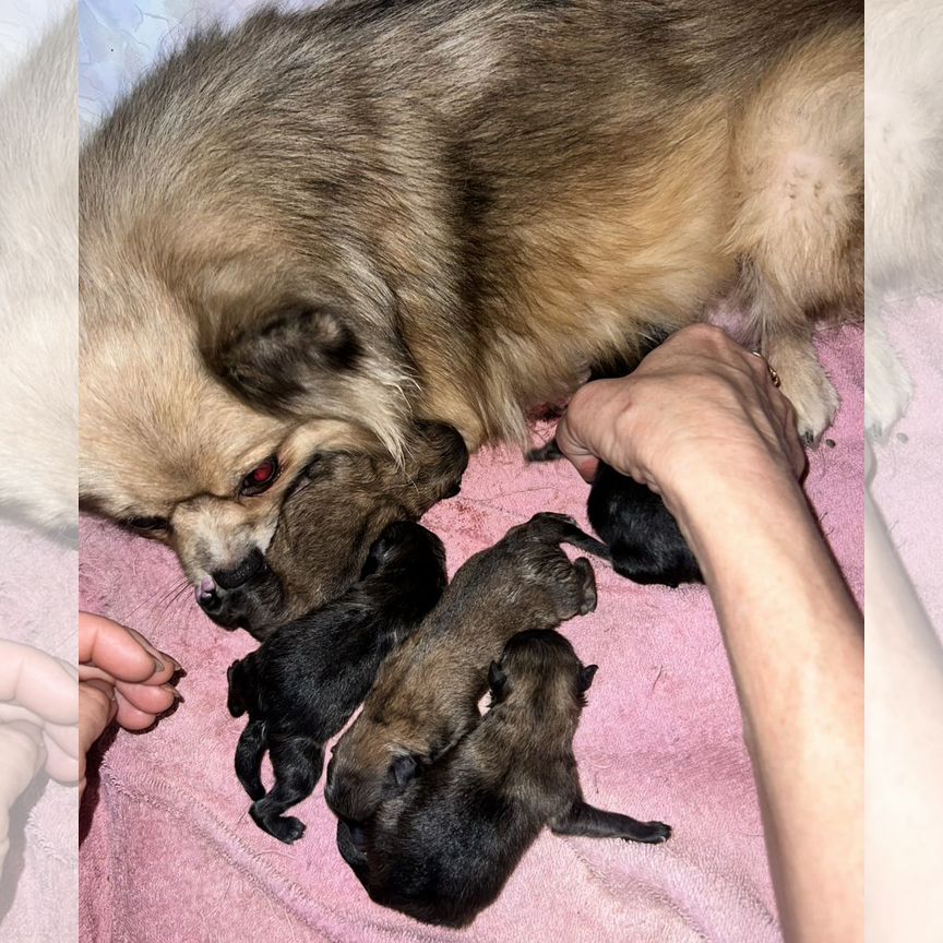 Малый немецкий шпиц щенки