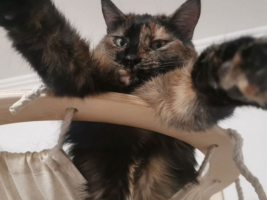 Кошка Булочка 6кг 300г счастья бесплатно