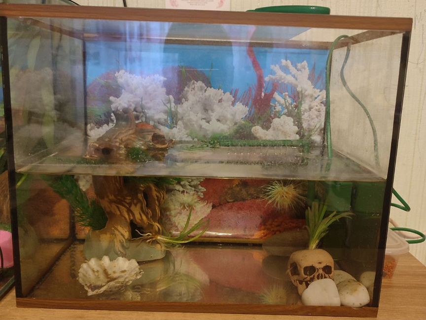 Краб мангровый