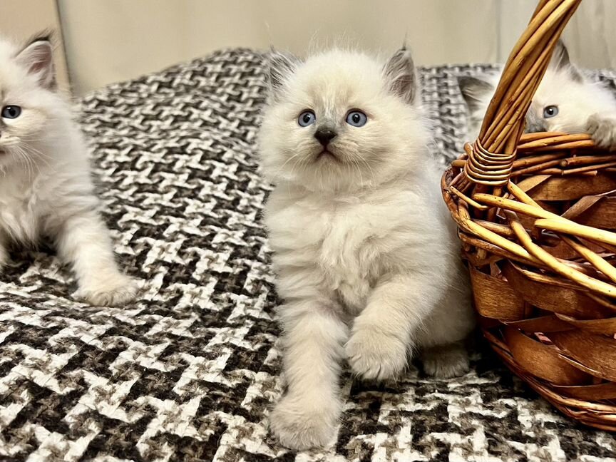 Невские маскарадные котята