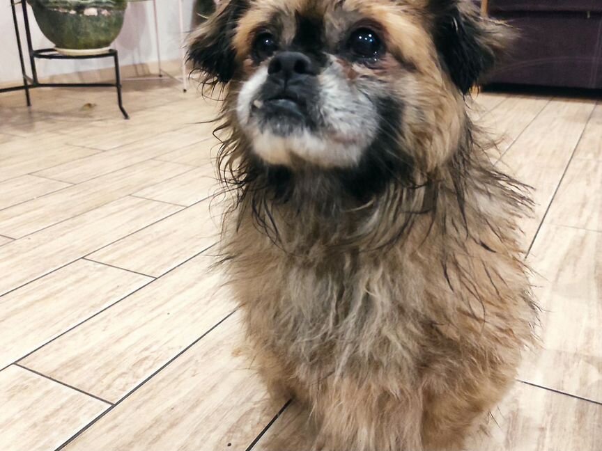 Пекинес в добрые руки