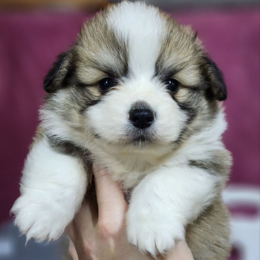 Вельш корги пемброк флаффи