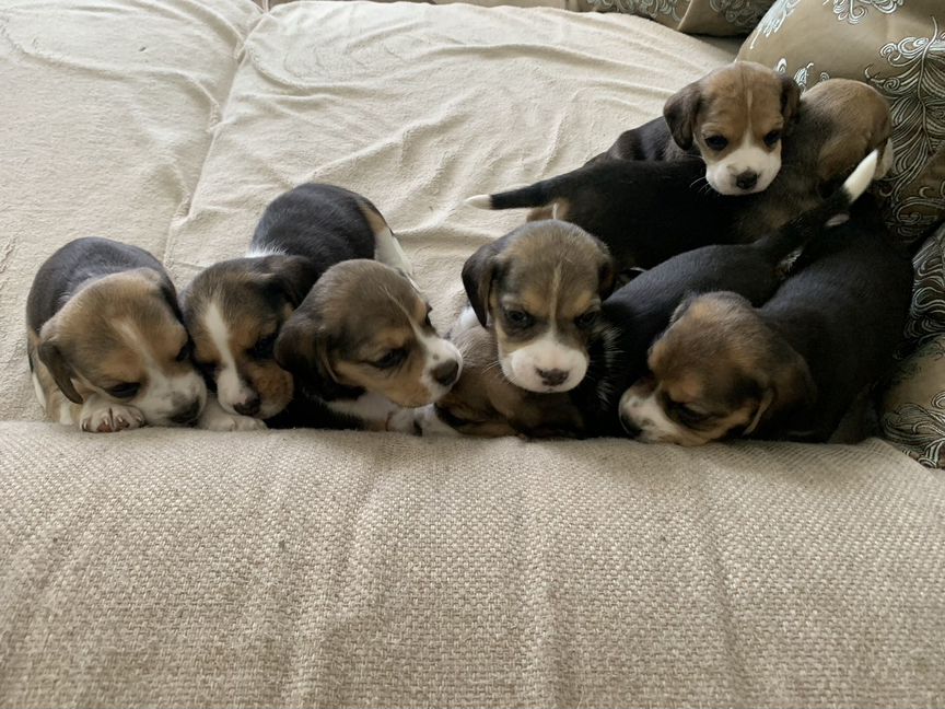Щенки Бигль