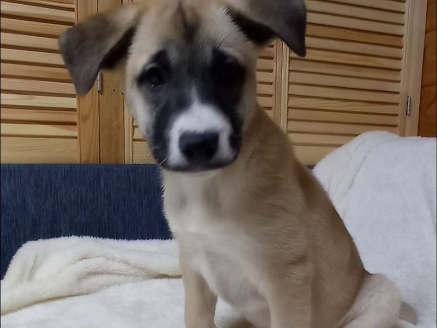 Собака в добрые руки щенок бесплатно