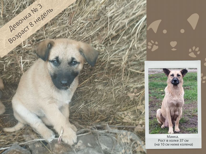 Щенки 8 недель, вырастут ниже колена, в добрые рук