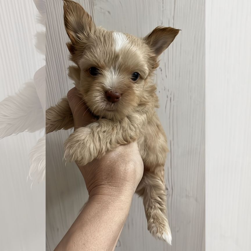 Бивер-йоркширский терьер, щенок