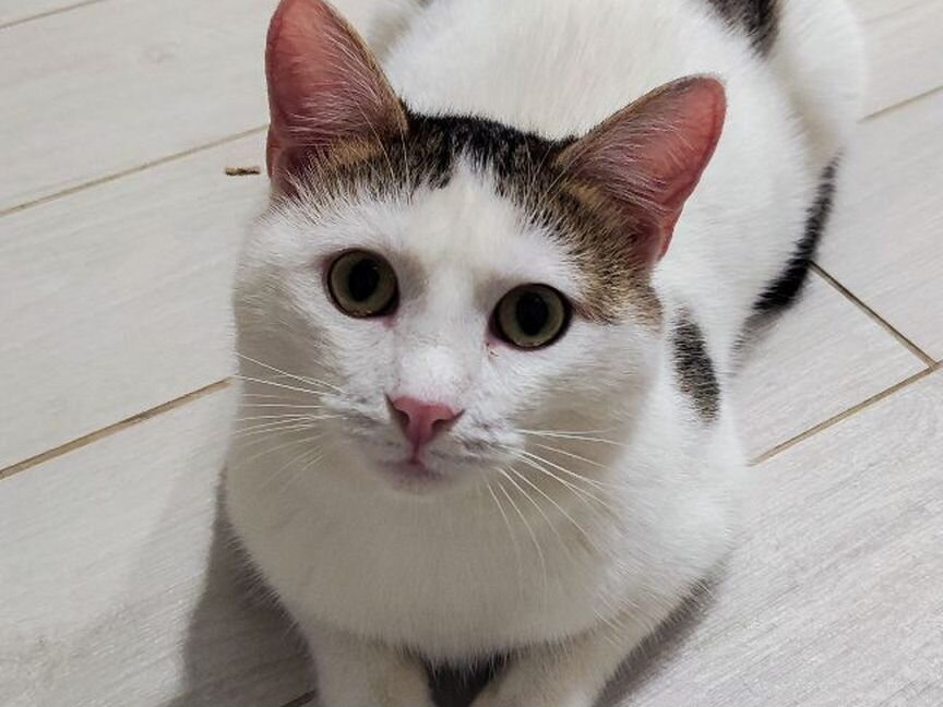 Кот