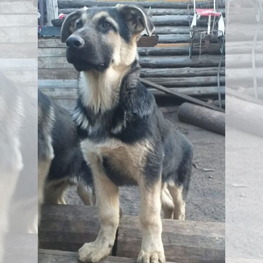 Восточноевропейская овчарка, вязка