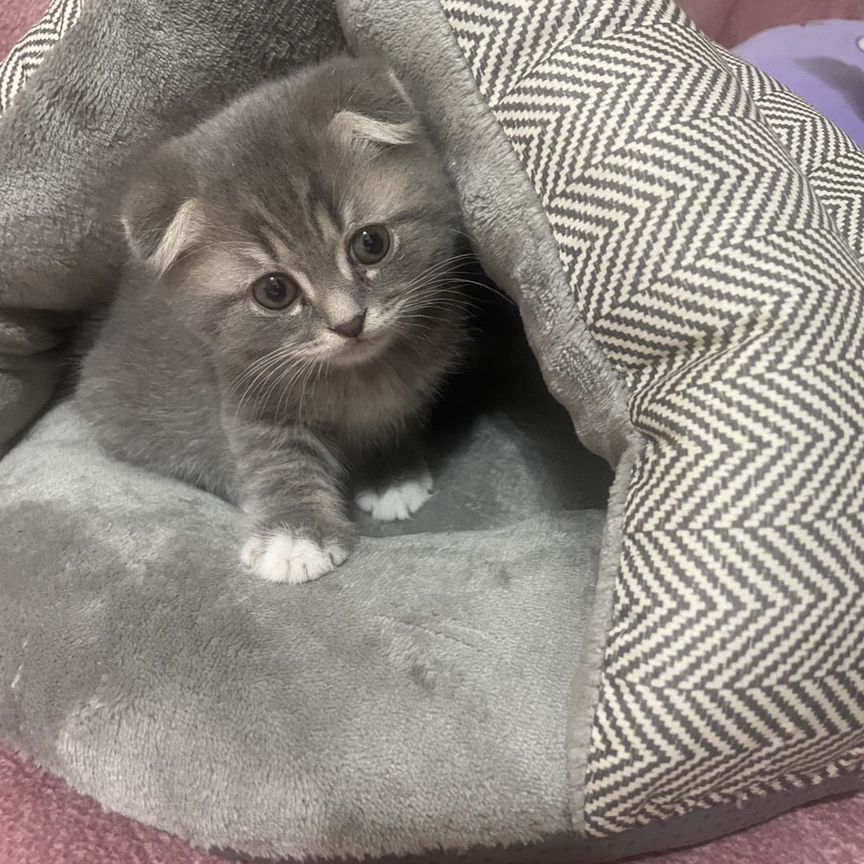 Домик для котенка