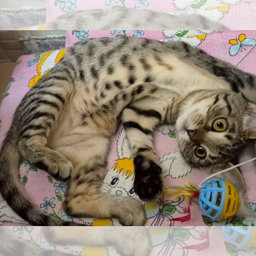 Котёнок в добрые руки