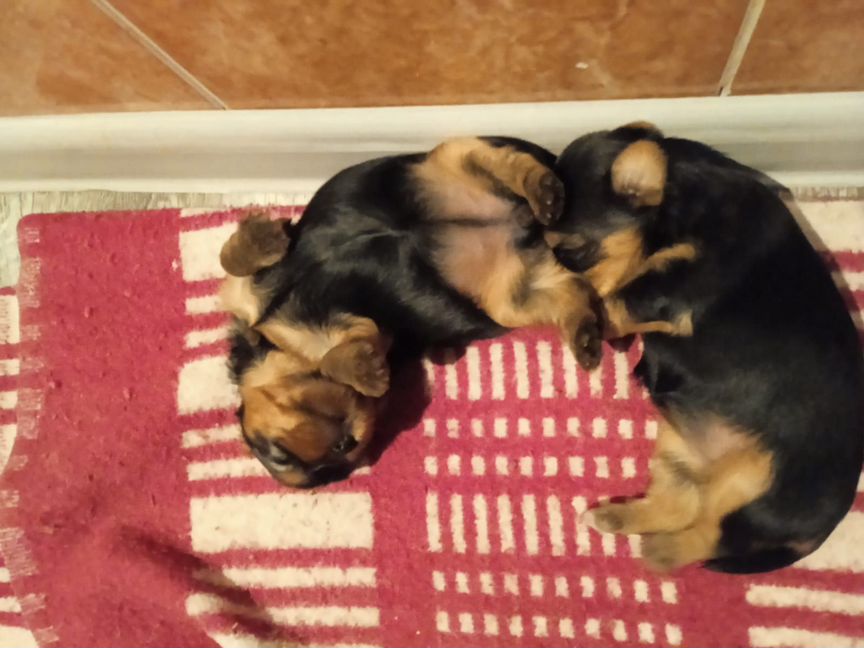 Детки Йорка