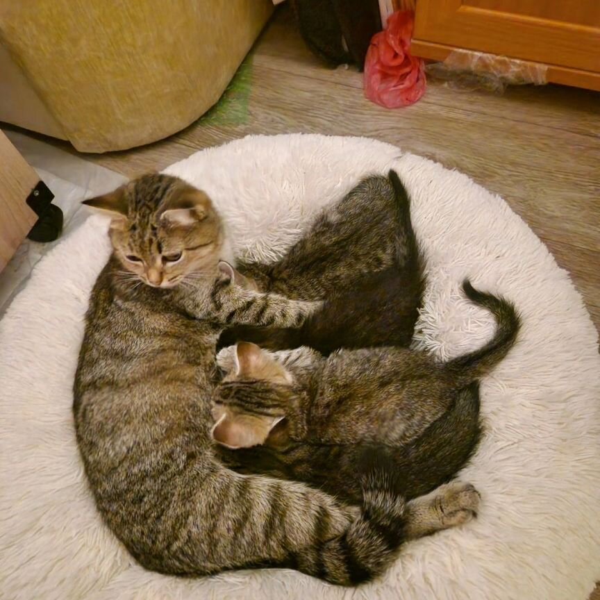 Котята в добрые руки