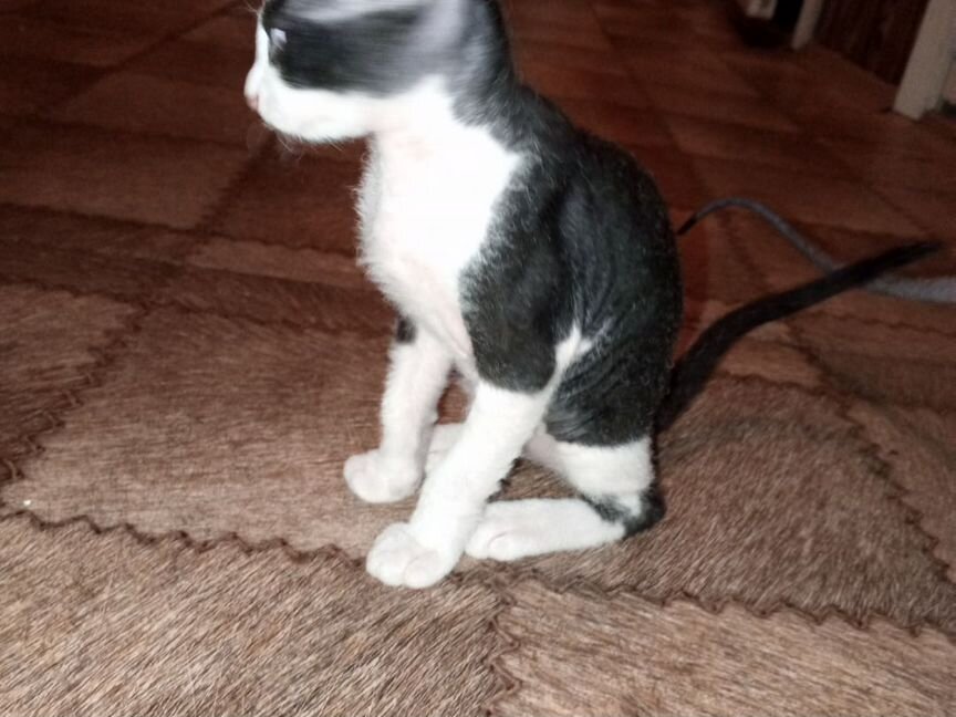 Котенок сфинкс