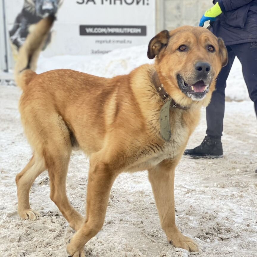 Красивейший и серьезный пес ищет дом