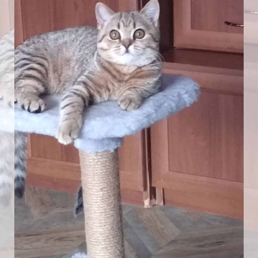 Британский короткошёрстный котёнок