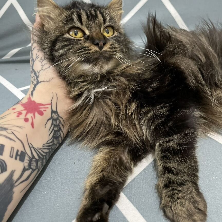 Котёнок девочка