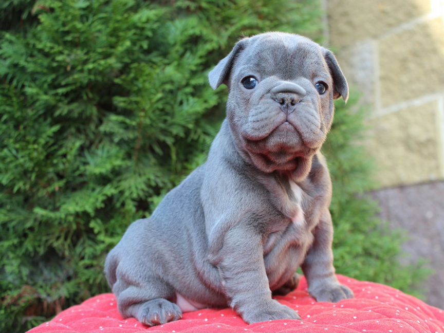 Лиловая девочка чемпионская линия