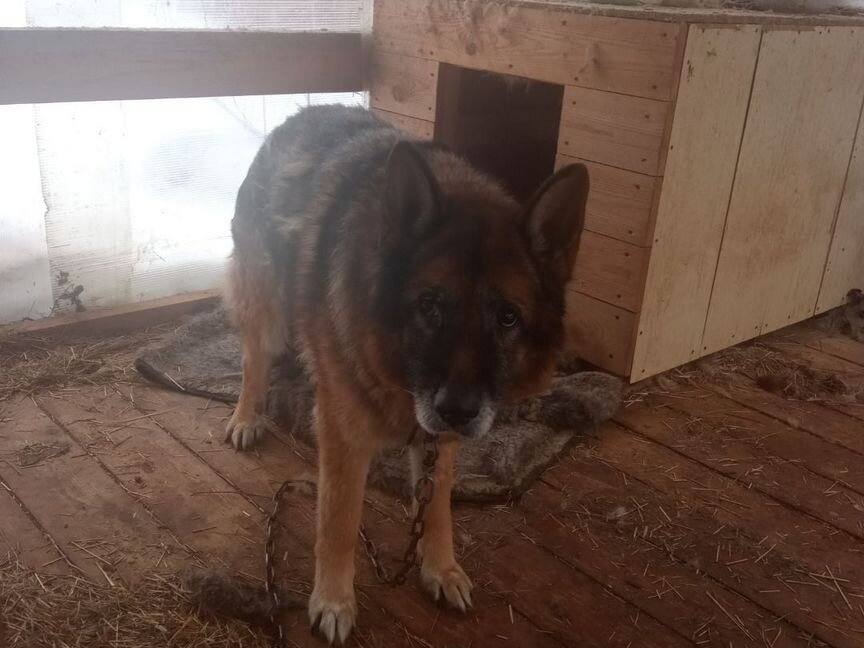 Немецкая овчарка