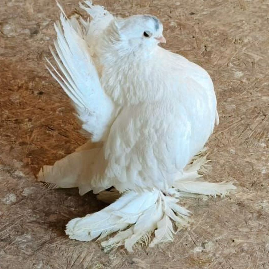 Омские статные голуби